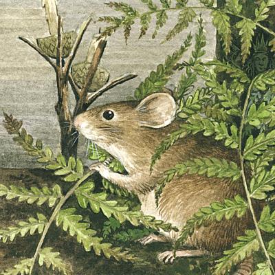 A Midsummer Mouse